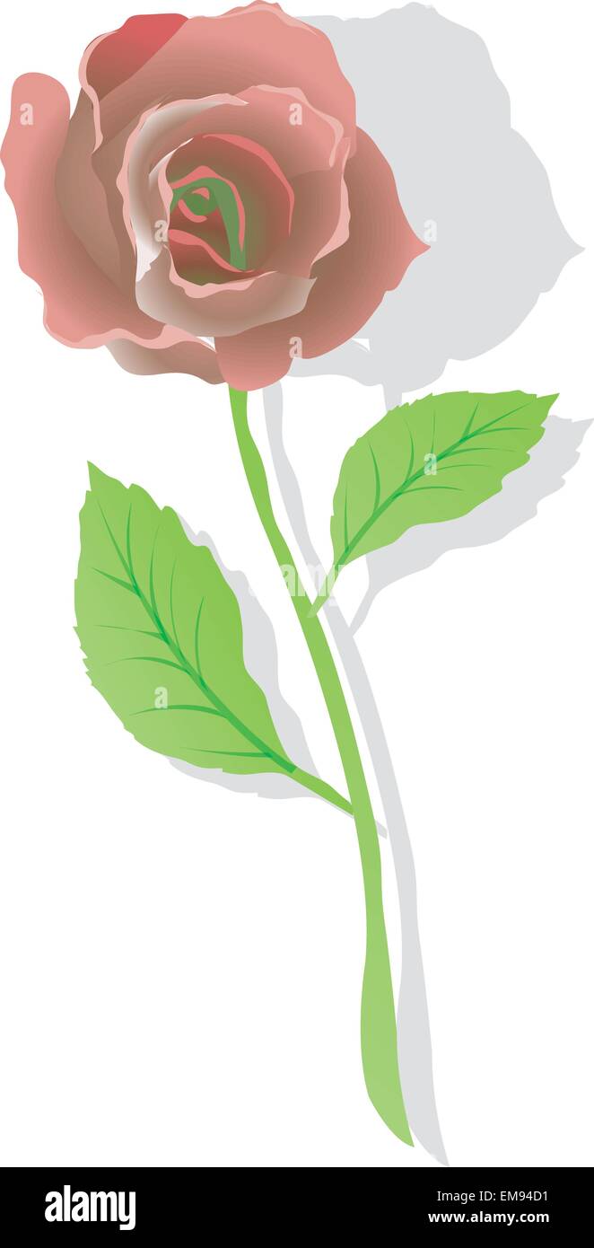 Centifolia rose Stock Vector Images - Alamy