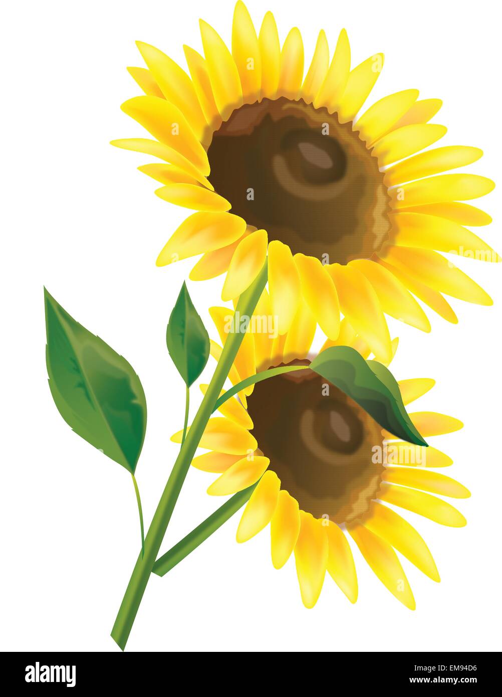 Sunflower leaf closeup Stock Vector Images - Alamy