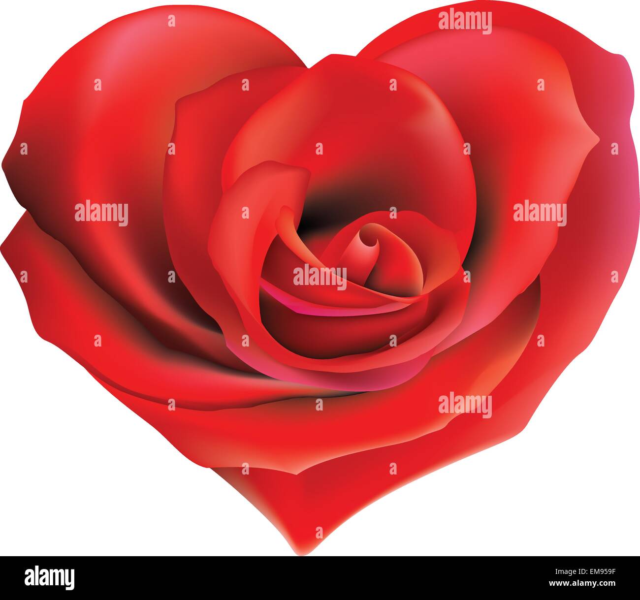 Flower red rose in Stock Vector Images - Alamy