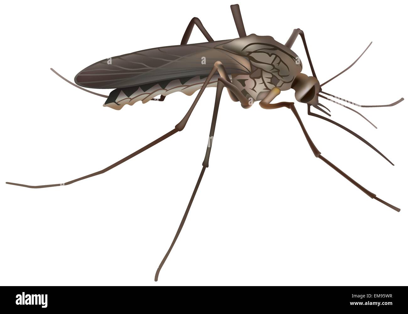 Mosquito close up macro Stock Vector Images - Alamy