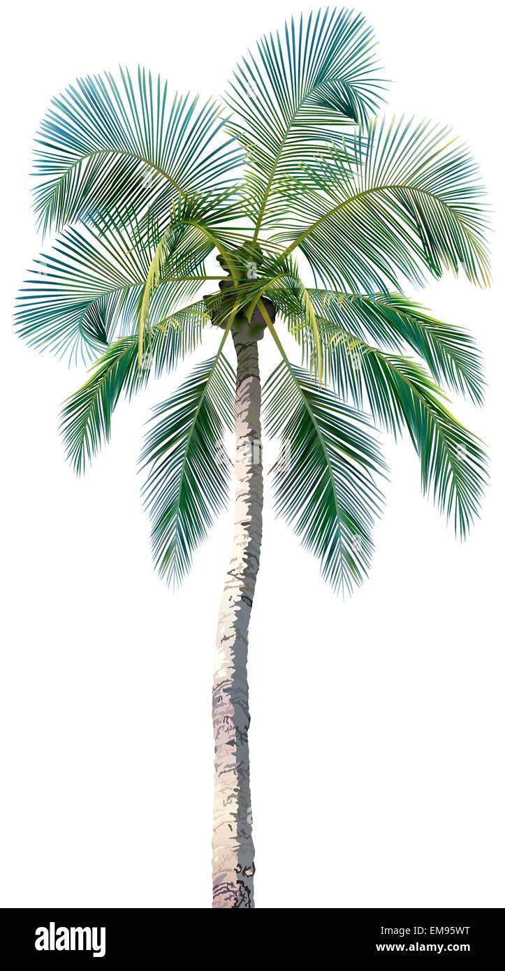 Palm leaf branch isolated Stock Vector Images - Alamy