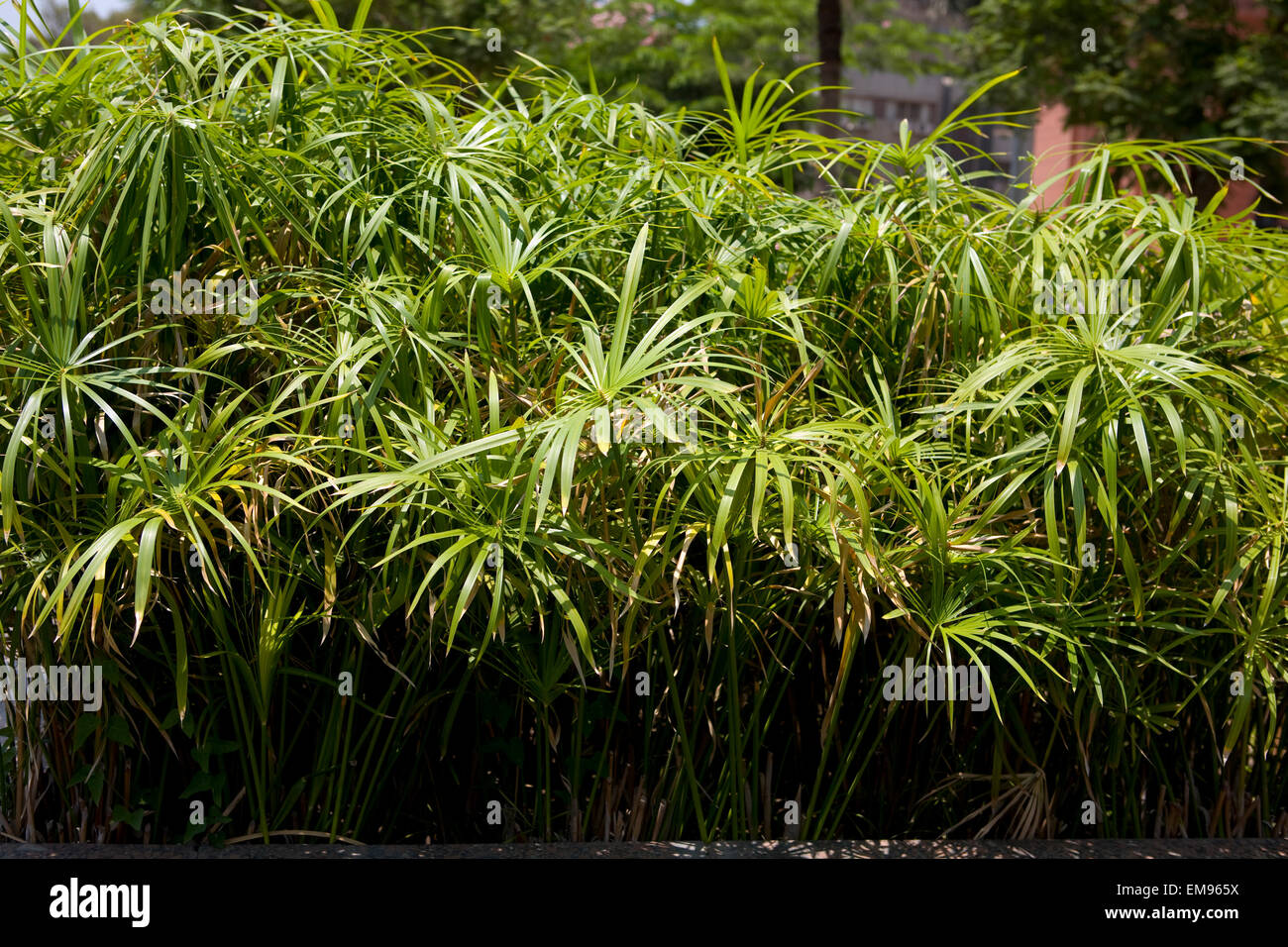 Egypt cyperius papyrus reeds hi-res stock photography and images - Alamy