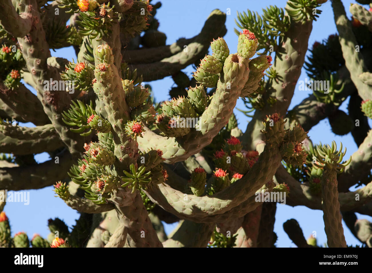 Cactus, Valparaiso, Valparaiso Region, Chile Stock Photo - Alamy