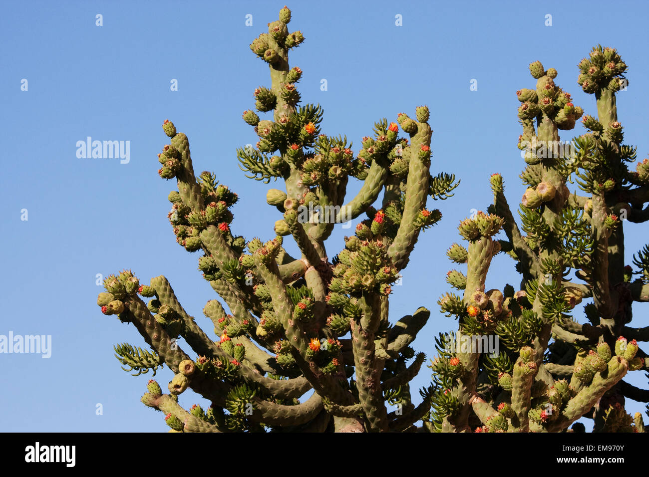 Cactus, Valparaiso, Valparaiso Region, Chile Stock Photo - Alamy