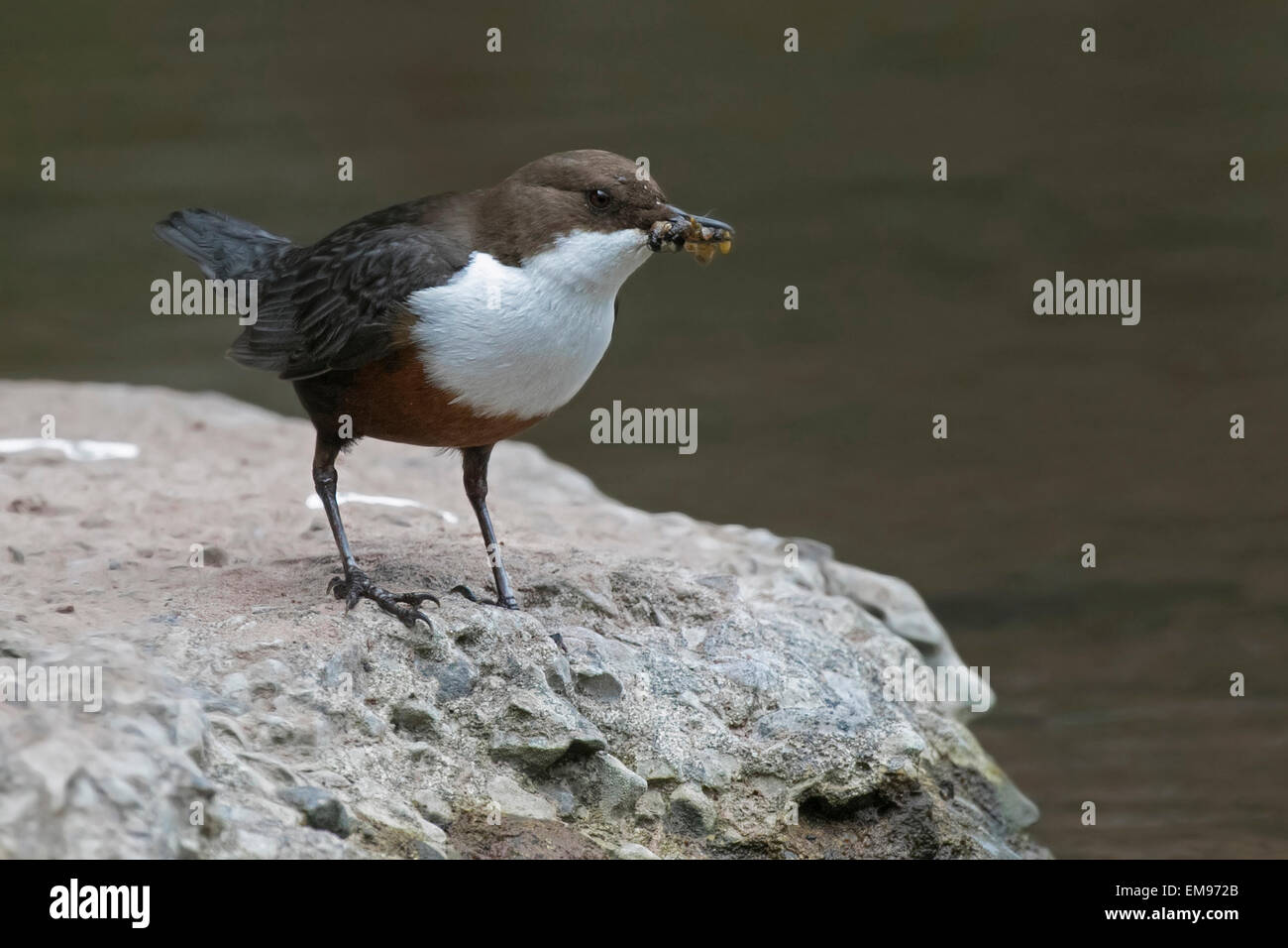 Dipper at nest hi-res stock photography and images - Alamy