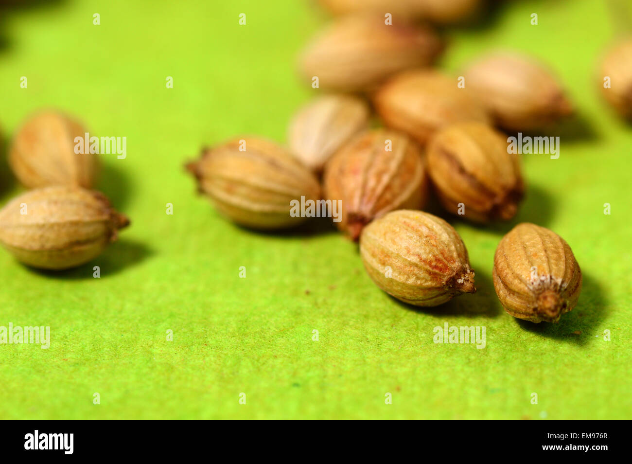 Coriander seeds and Powdered coriander on green background Stock Photo ...