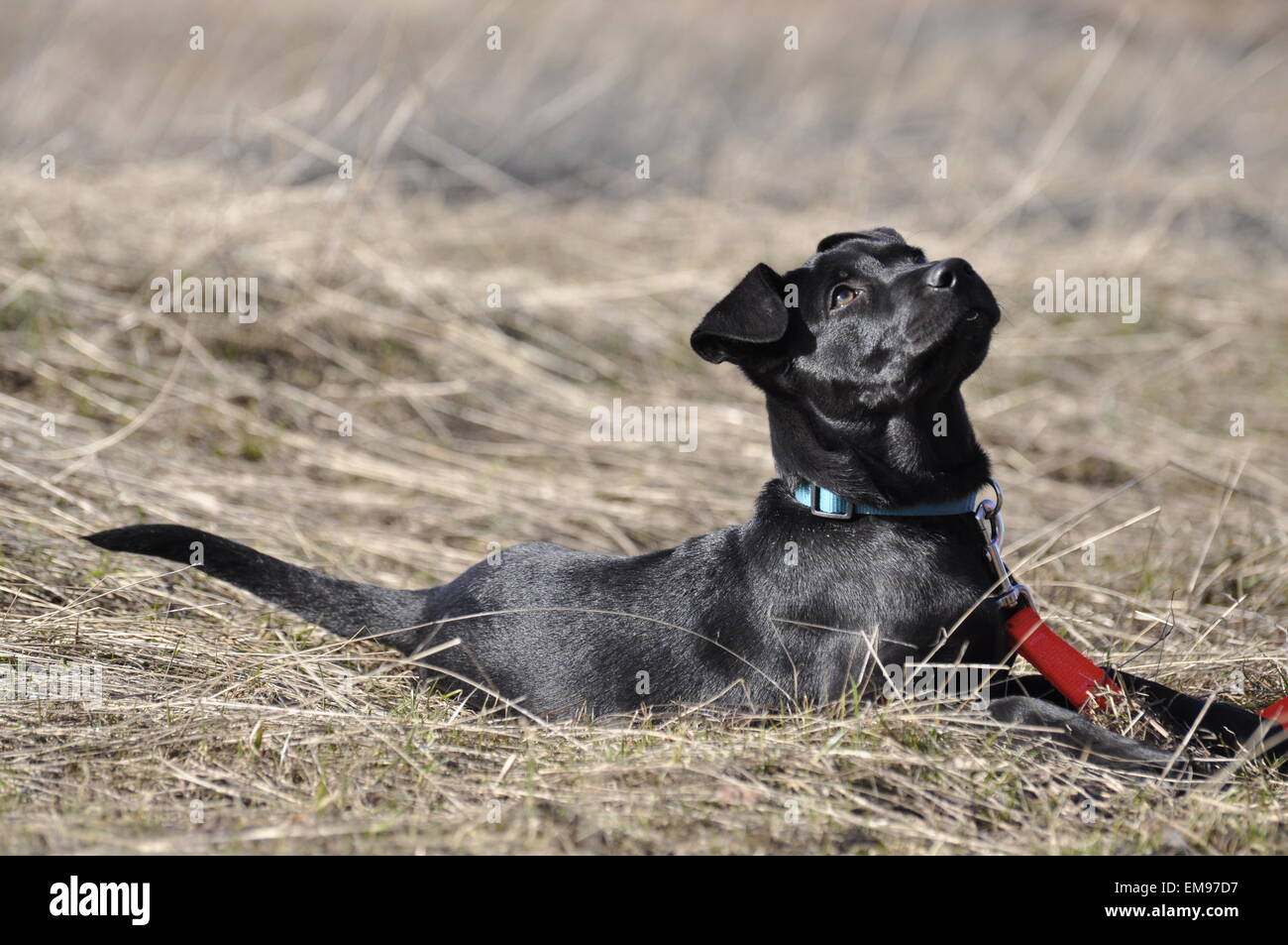 Black labrador hi hi-res stock photography and images - Alamy