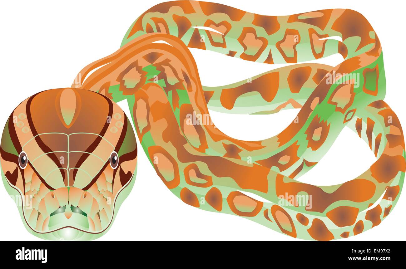 Python teeth hi-res stock photography and images - Alamy Python teeth hi-res stock photography and images - Alamy