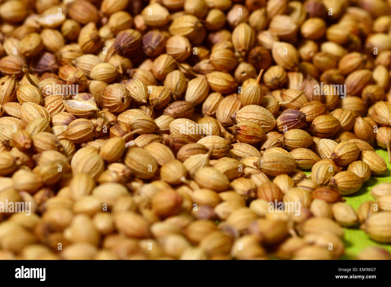 Coriander seeds and Powdered coriander on green background Stock Photo ...
