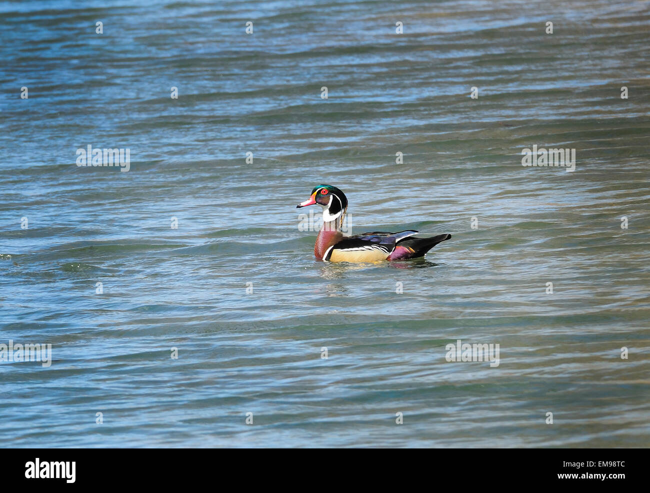 Wood Duck(s) ( Aix sponsa Stock Photo - Alamy