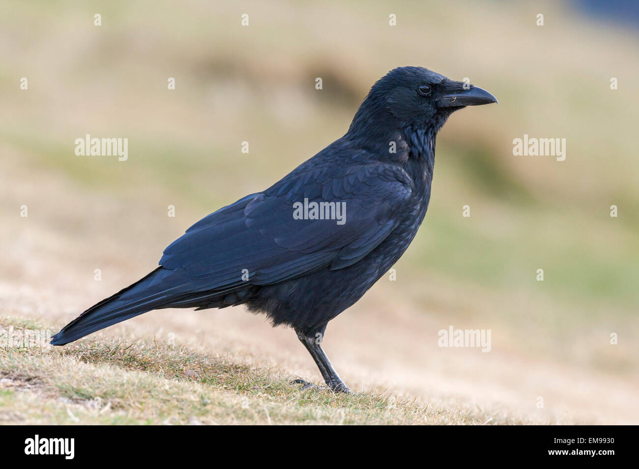 Ian crow hi-res stock photography and images - Alamy