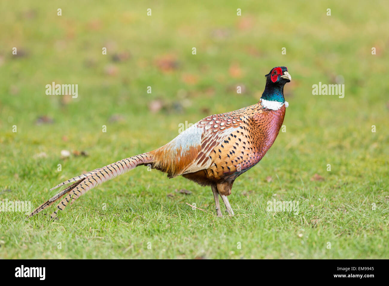 Male Common Pheasant Phasianus colchicus side profile grass field Stoke ...