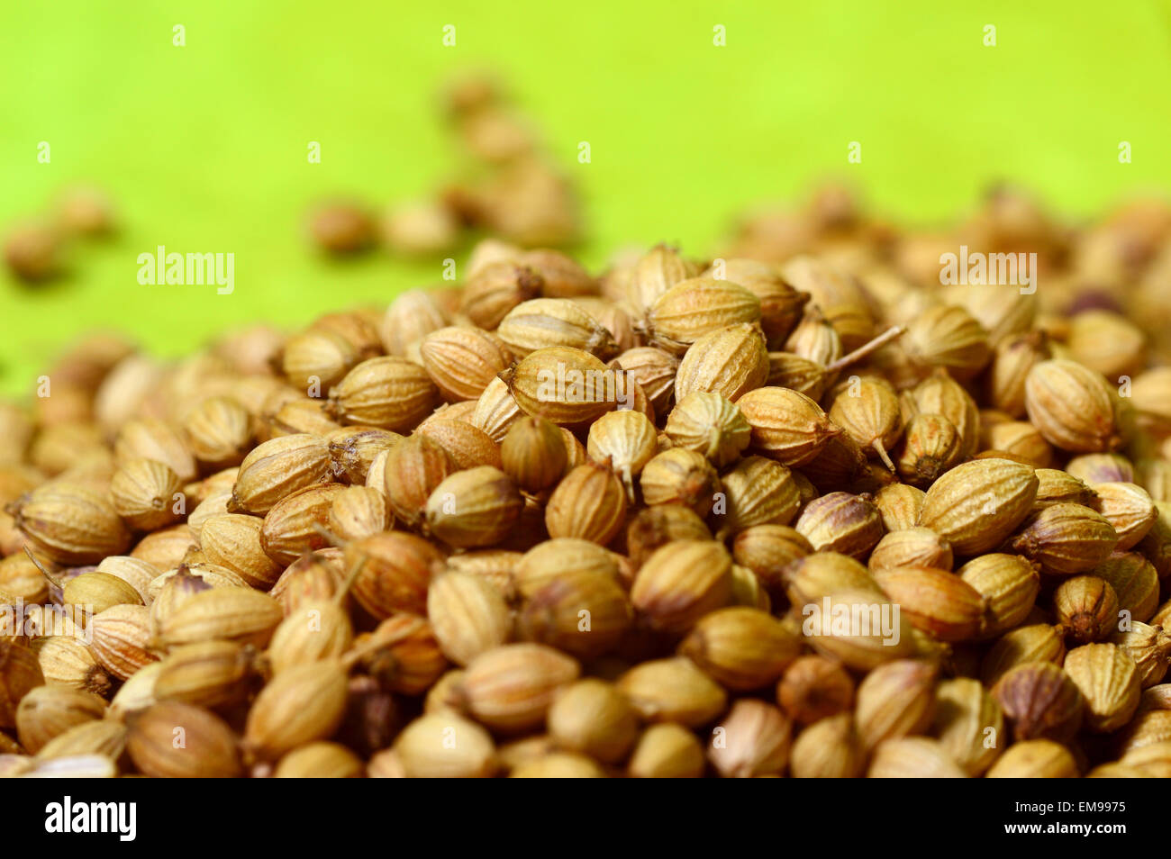 Coriander seeds and Powdered coriander on green background Stock Photo ...