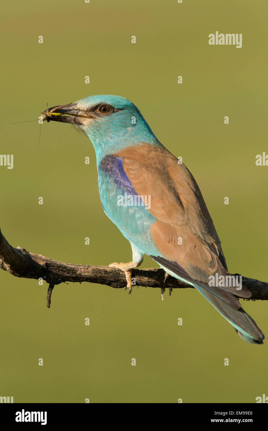 Single European Roller Coracias garrulus side profile cricket prey in ...