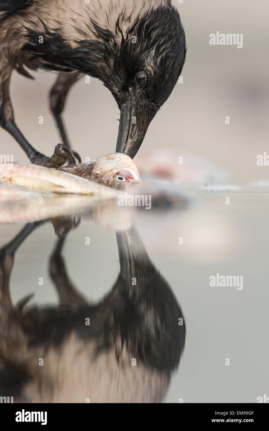 Fish eating birds hi-res stock photography and images - Alamy