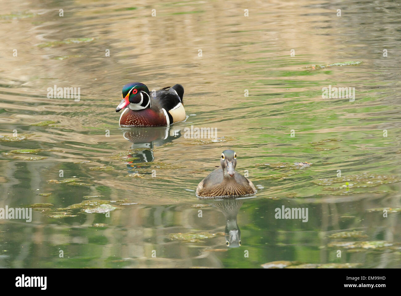 Wood Duck(s) ( Aix sponsa Stock Photo - Alamy