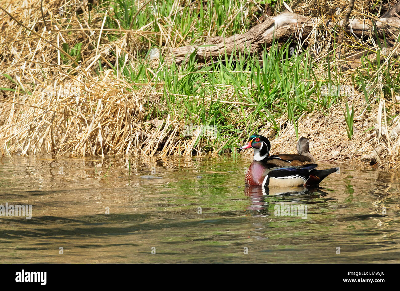 Wood Duck(s) ( Aix sponsa Stock Photo - Alamy