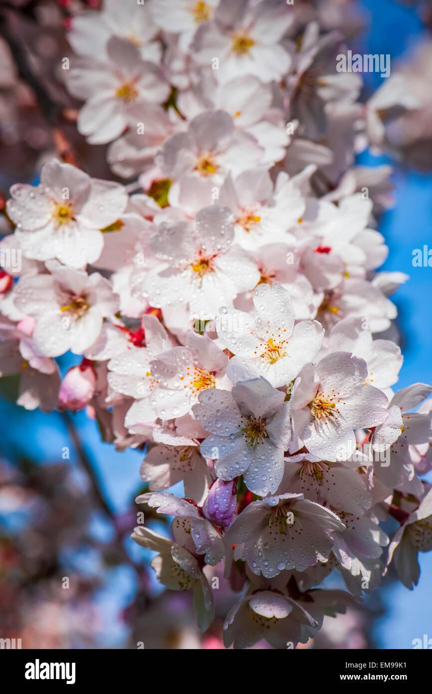 Essence of cherry tree hi-res stock photography and images - Alamy