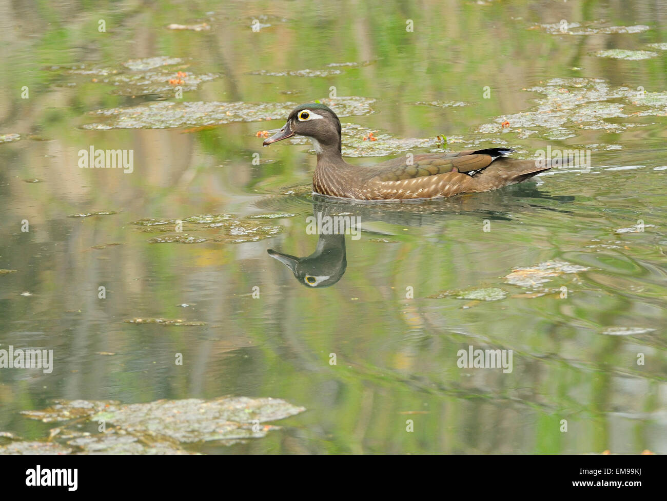 Female Wood Duck ( Aix sponsa Stock Photo - Alamy