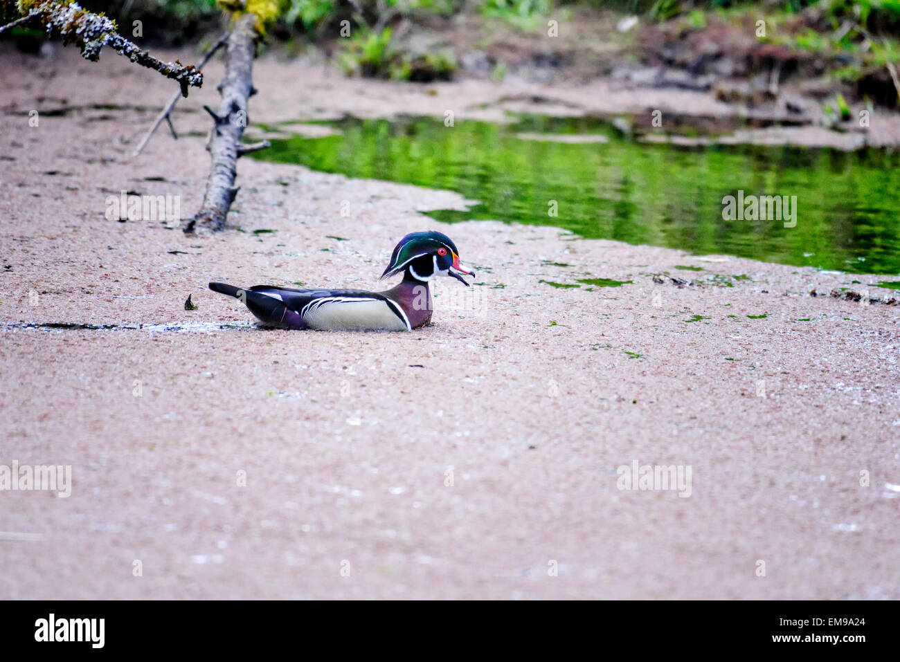Duck claws hi-res stock photography and images - Alamy
