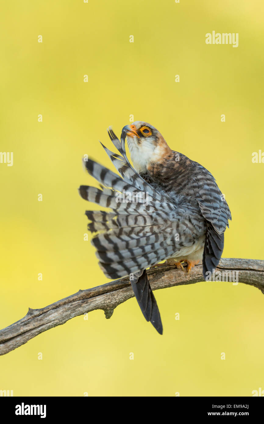 Female Red-footed Falcon (Falco vespertinus) preening tail on branch ...