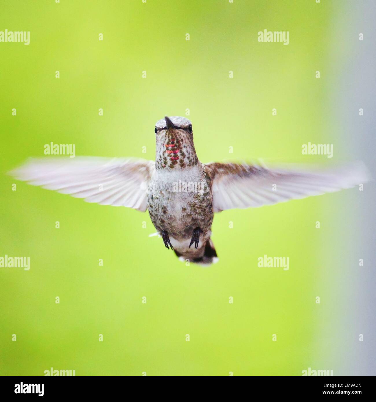 Humming birds hi-res stock photography and images - Alamy