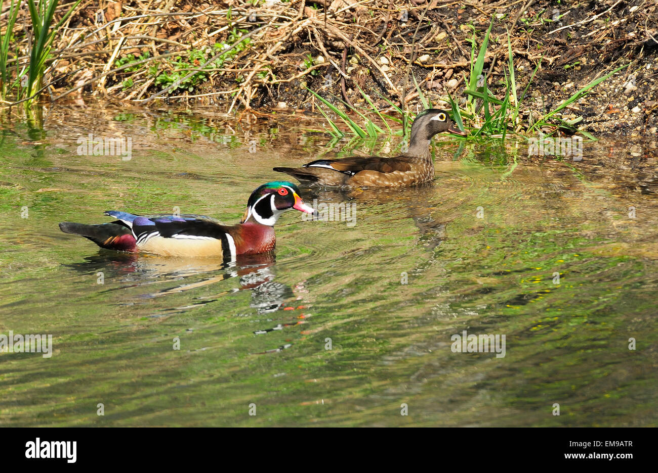 Wood Duck(s) (Aix sponsa Stock Photo - Alamy