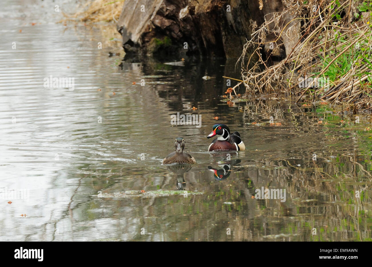 Wood Duck(s) ( Aix sponsa Stock Photo - Alamy