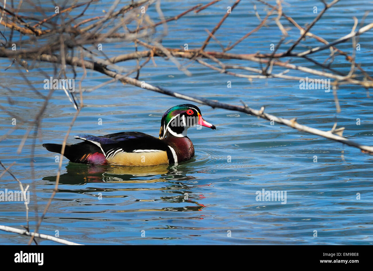 Male Wood Duck ( Aix sponsa Stock Photo - Alamy