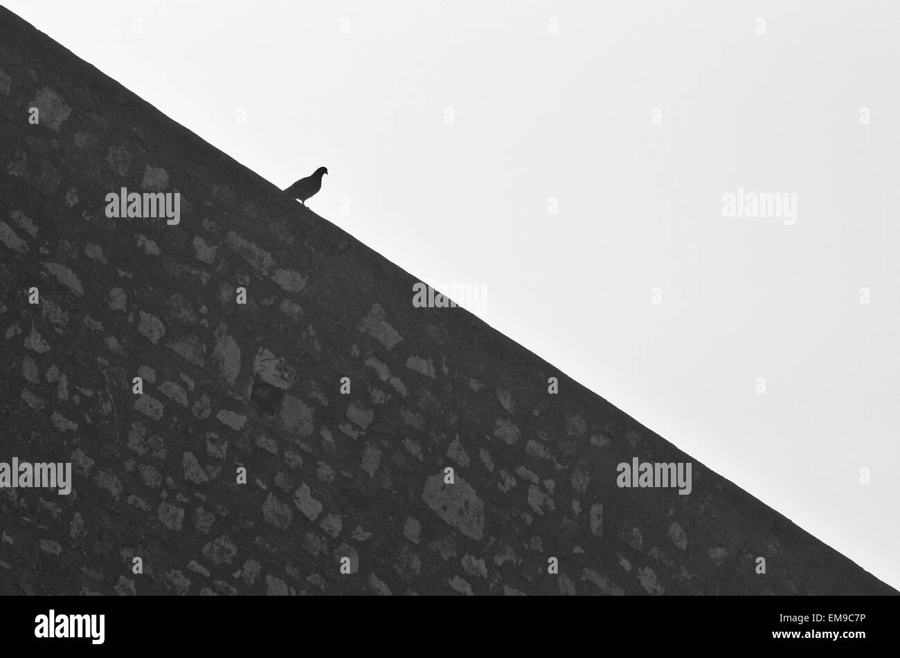 Animal on wall Black and White Stock Photos & Images - Alamy