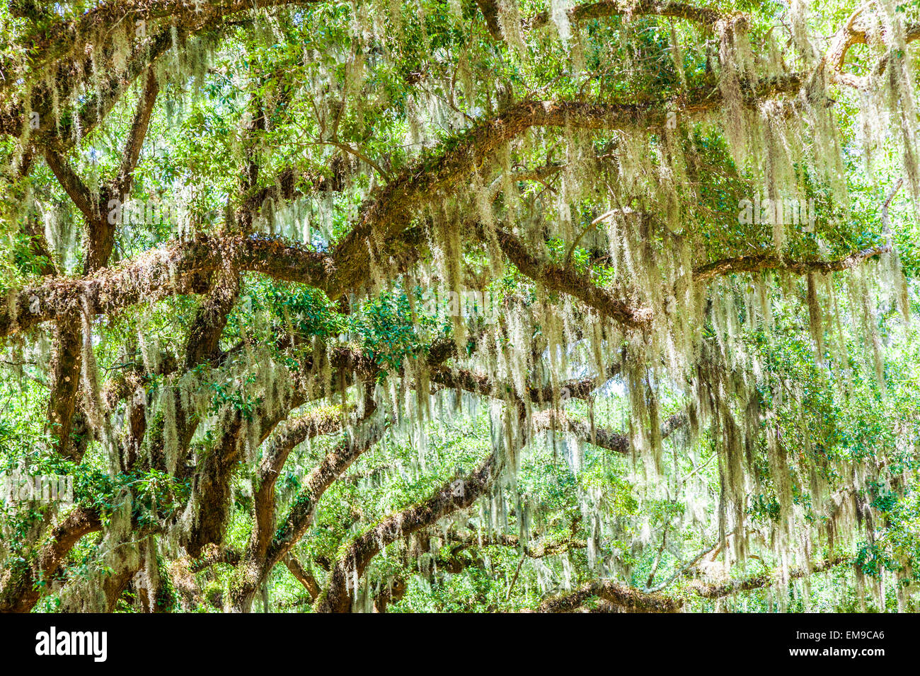detail of beautiful OAK alley in South Carolina Stock Photo - Alamy