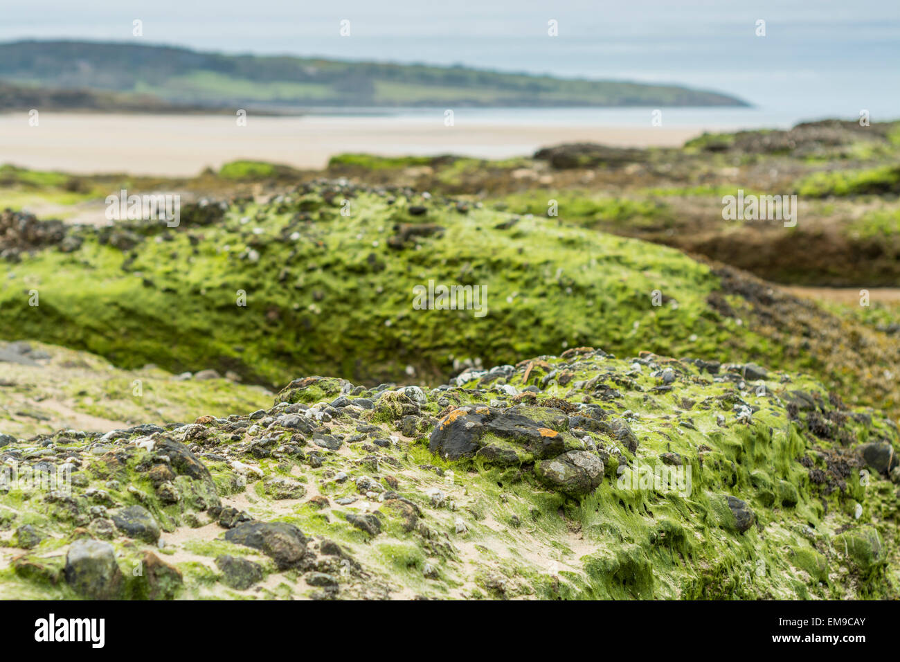 Anglesey wales barnacles hi-res stock photography and images - Alamy