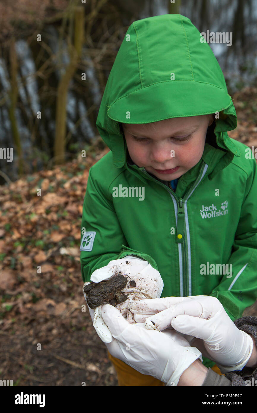 Little child holding common toad / European toad (Bufo bufo) in gloved ...