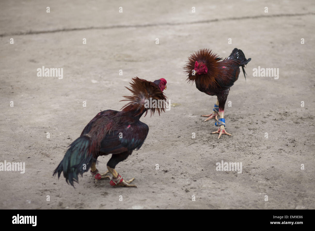 Dhaka, Bangladesh. 17th Apr, 2015. Two cock fighting circles made ...