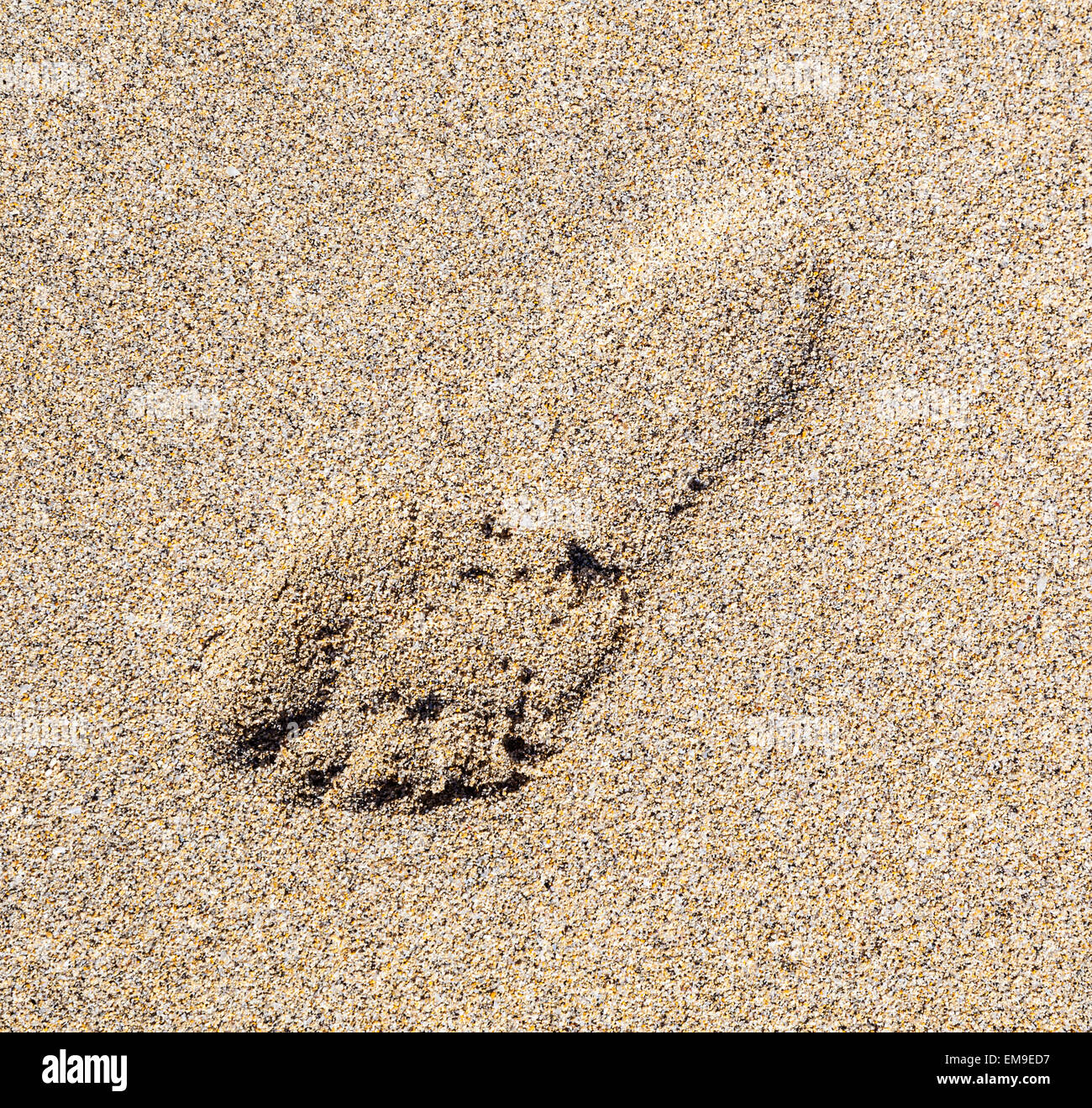 human footstep in the sand of the beach Stock Photo - Alamy