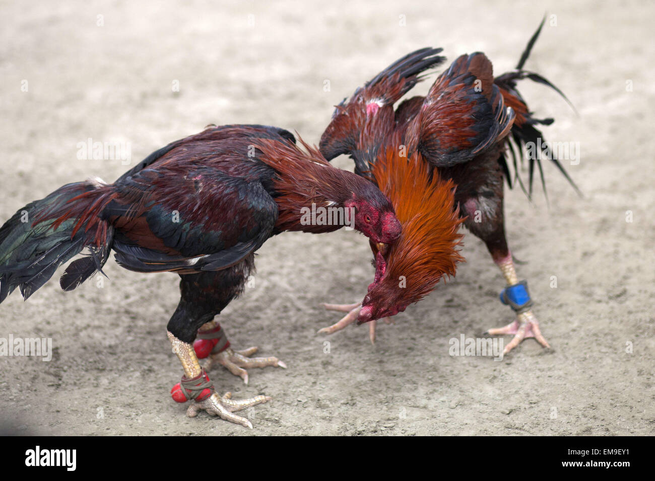 Dhaka, Bangladesh. 17th Apr, 2015. Two cock fighting circles made ...