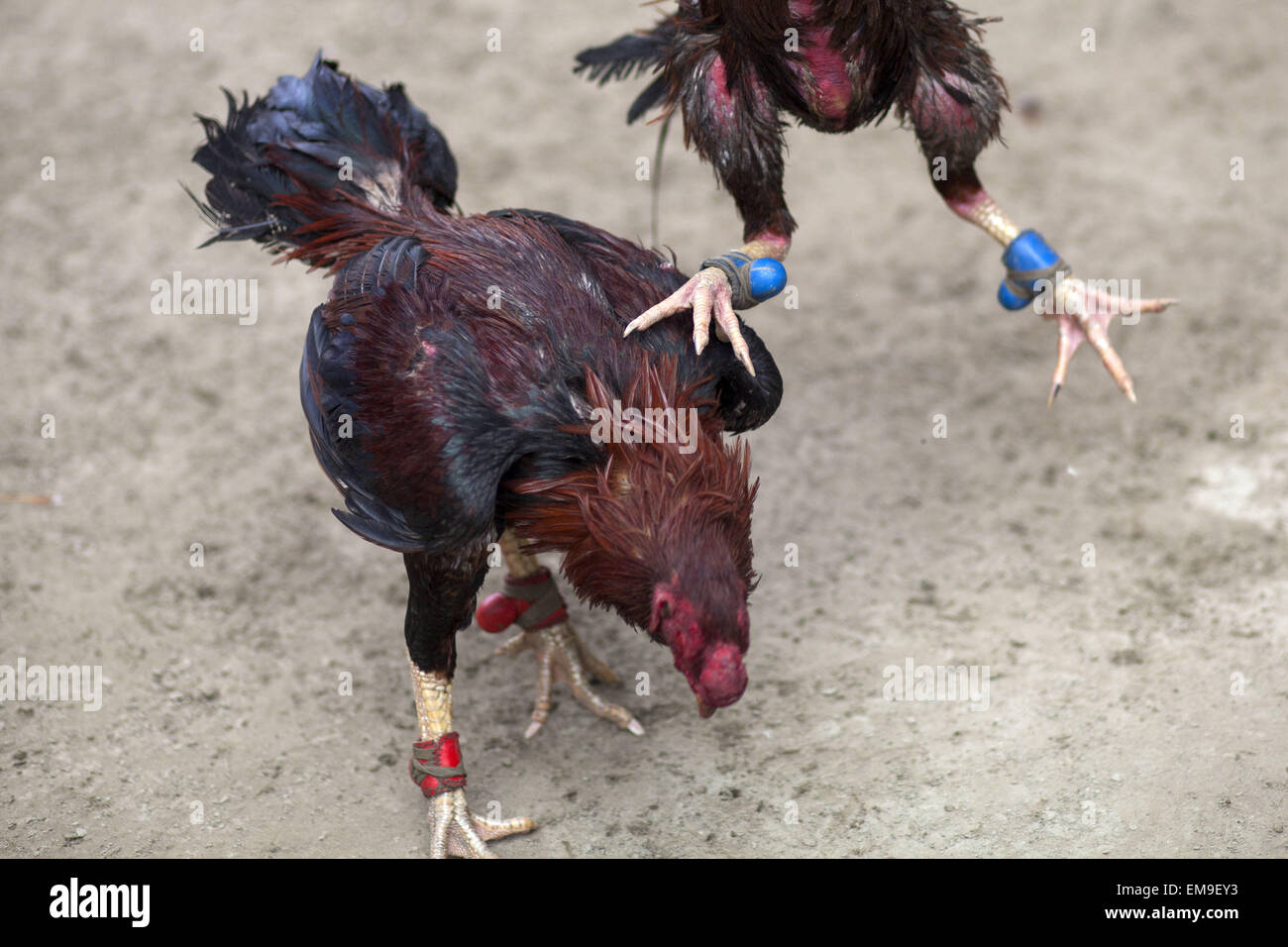 Dhaka, Bangladesh. 17th Apr, 2015. Two cock fighting circles made ...
