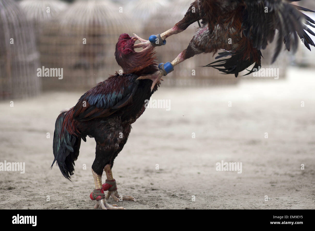 Dhaka, Bangladesh. 17th Apr, 2015. Two cock fighting circles made ...