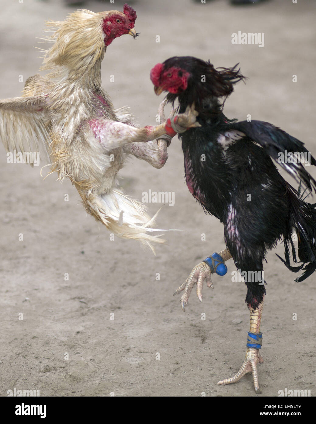 Dhaka, Bangladesh. 17th Apr, 2015. Two cock fighting circles made ...