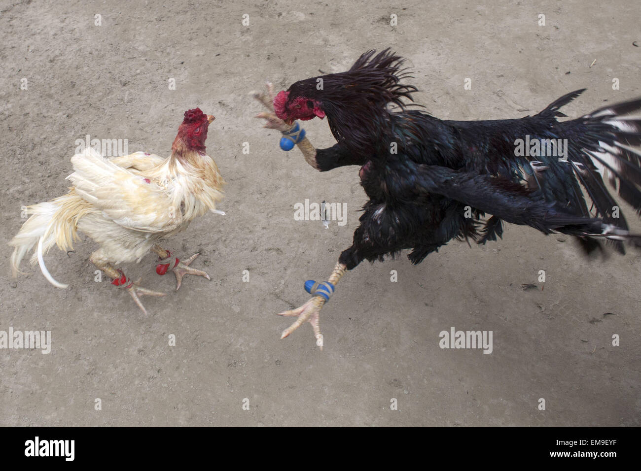 Dhaka, Bangladesh. 17th Apr, 2015. Two cock fighting circles made ...