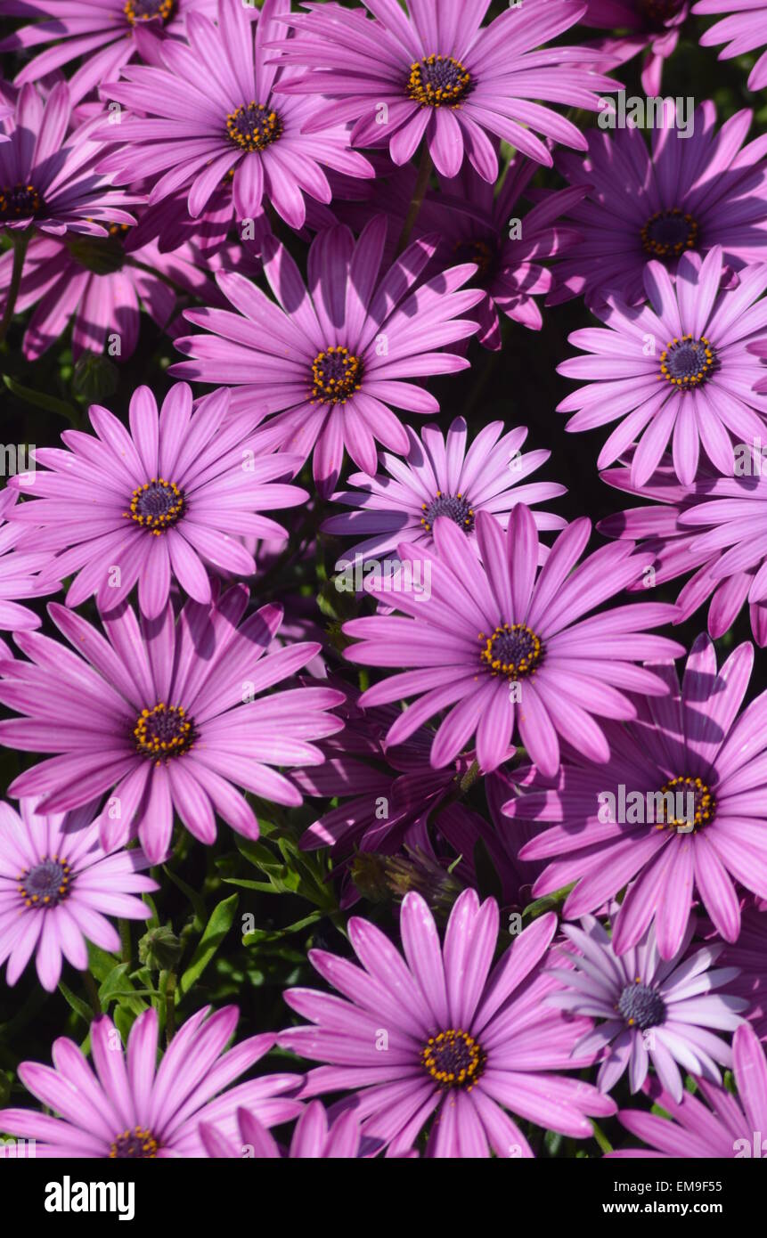 Flowers for website background hi-res stock photography and images - Alamy
