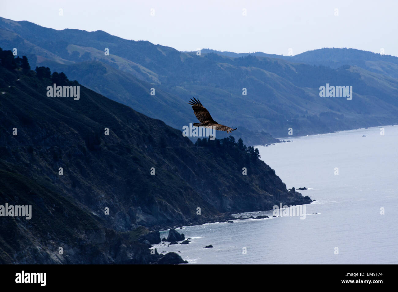 Condor flying over the Pacific coast in California, PCH, travel ...