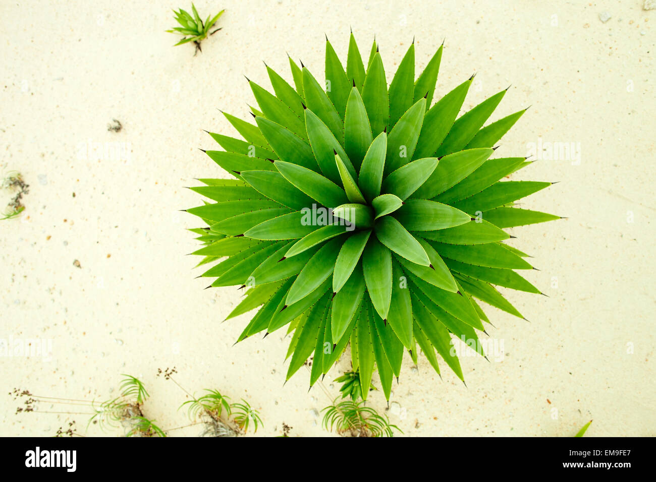 green nature abstract background top view Stock Photo - Alamy