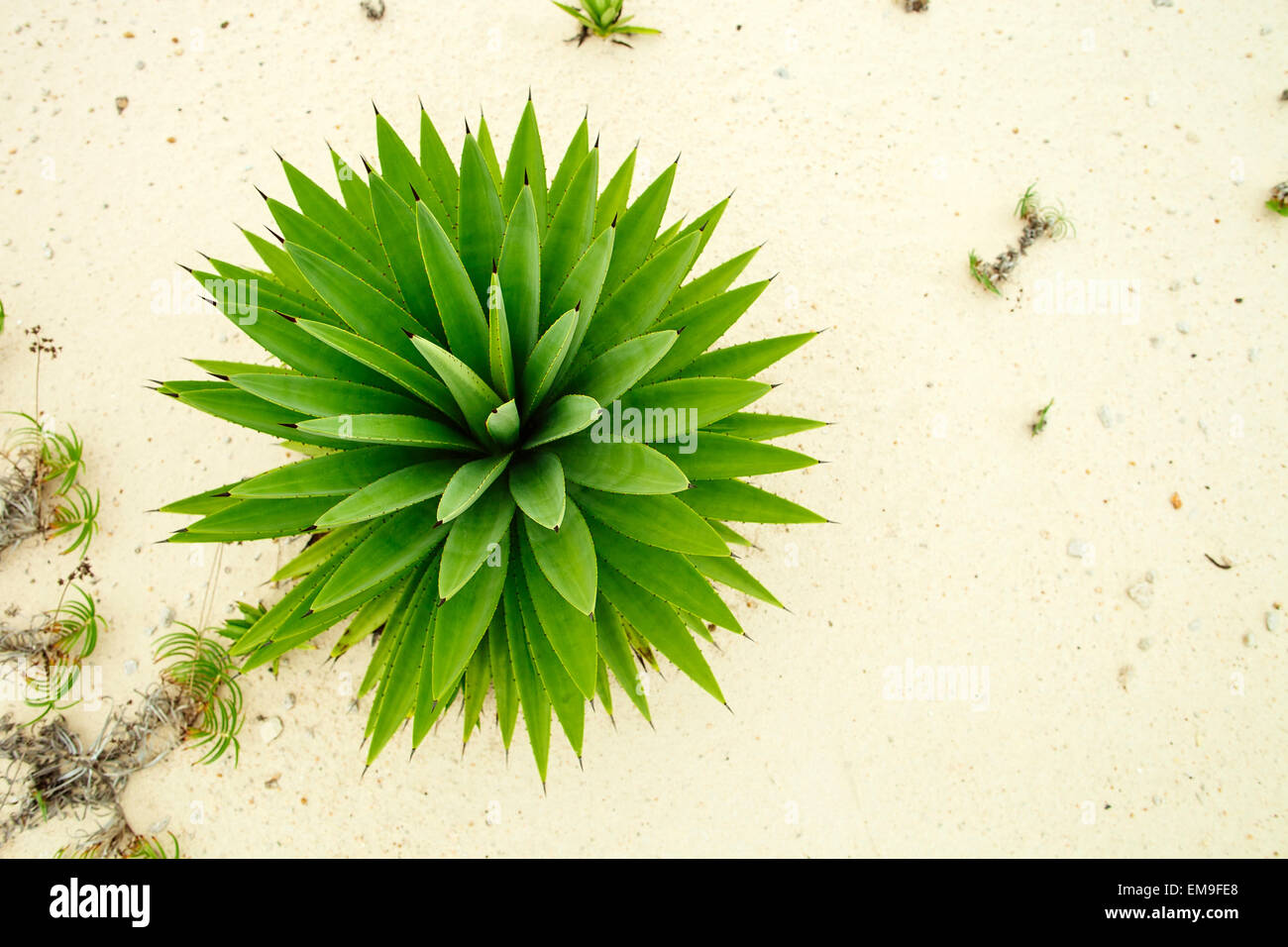 green plant abstract background Stock Photo - Alamy
