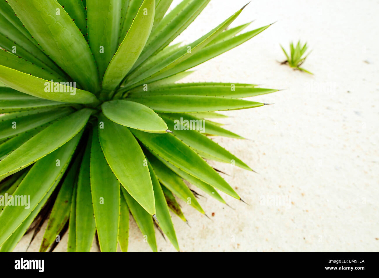 green plant abstract background top view Stock Photo - Alamy