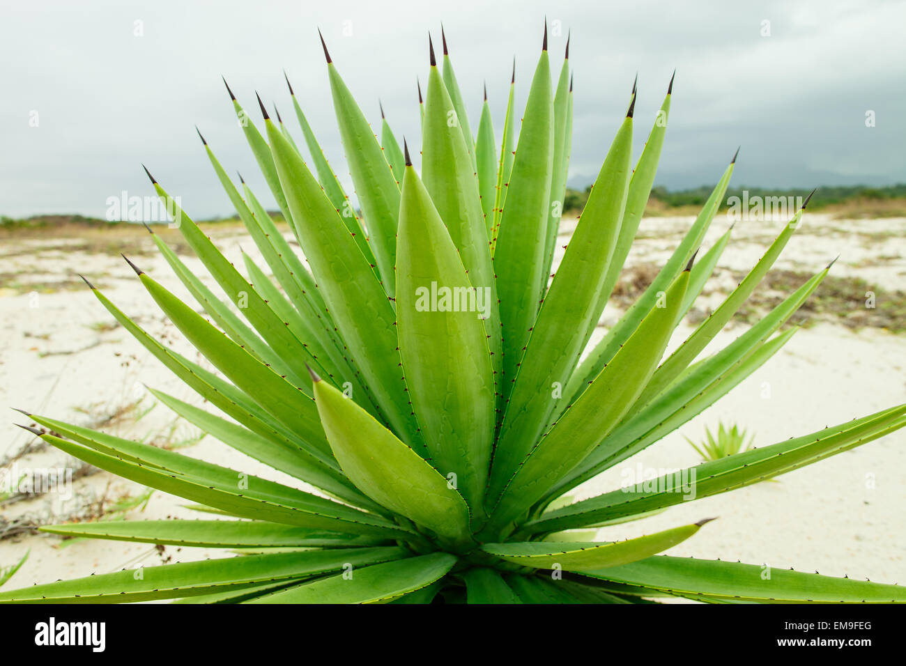 Fresh agava hi-res stock photography and images - Alamy