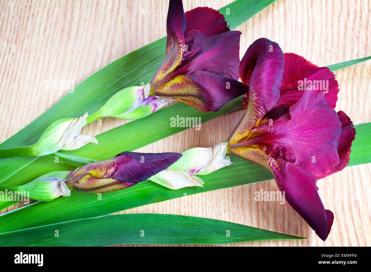 On the surface of the table are two large beautiful iris flower with a ...