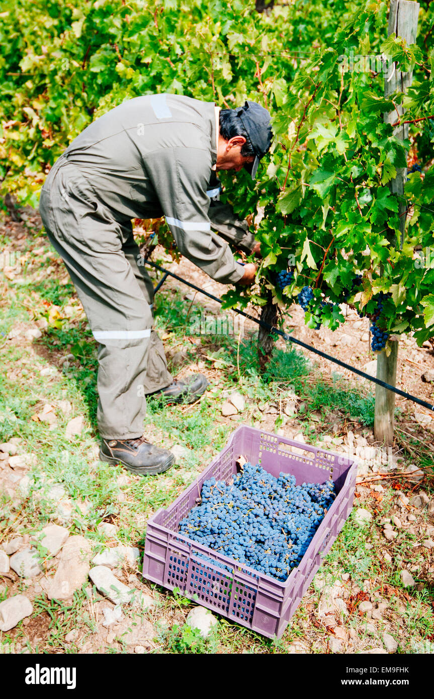 Paine, CHILE- Marzo 29, 2015. Hand grapes picking in small organic ...