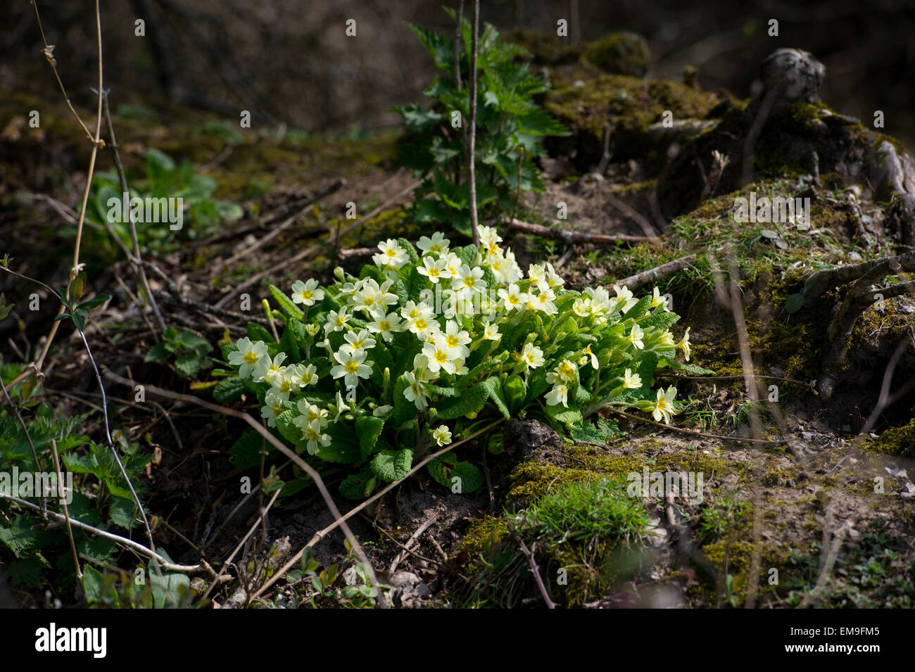 yellow primula plant growing in the wild Primula vulgaris Stock Photo ...