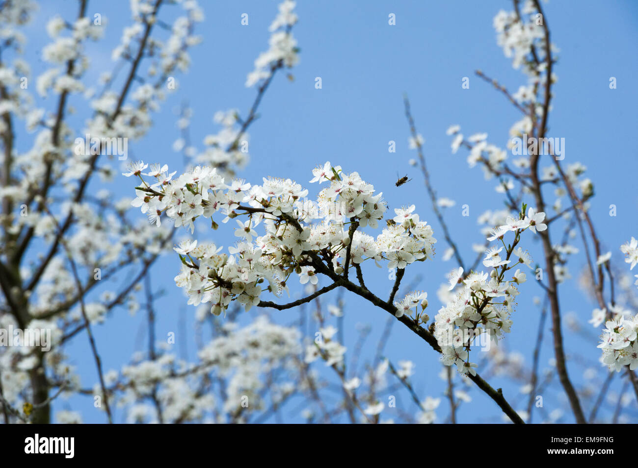 White flowering may trees Hawthorn, common (Crataegus monogyna Stock ...